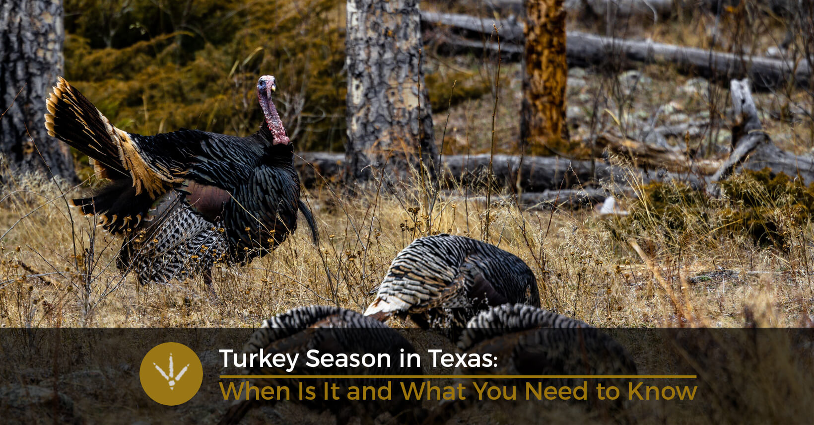 Turkey Season in Texas: When Is It and What You Need to Know - Las Huellas